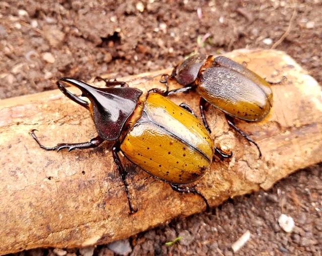 INSECT GRUB FEEDER food pet 1 x L2 Dynastes hercules reidi beetle larva ...