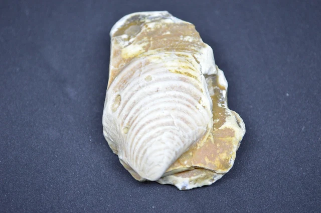 FOSSILE SPONDYLUS + STEREOCIDARIS SCEPTIFERA EUR 5,00 - PicClick FR