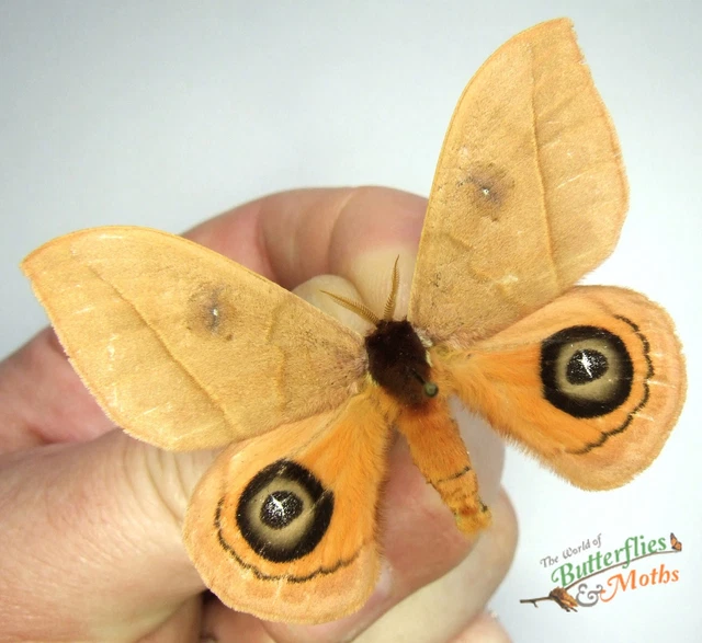 AUTOMERIS AMOENA SETA Moth Set x1 A- Entomologia Insetto Collezionisti ...