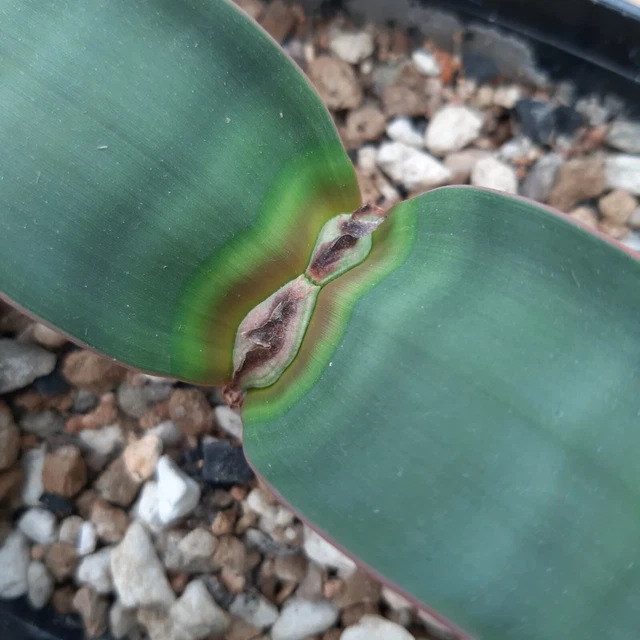 WELWITSCHIA MIRABILIS, TUMBOA, extremely rare unusual desert plant £160 ...