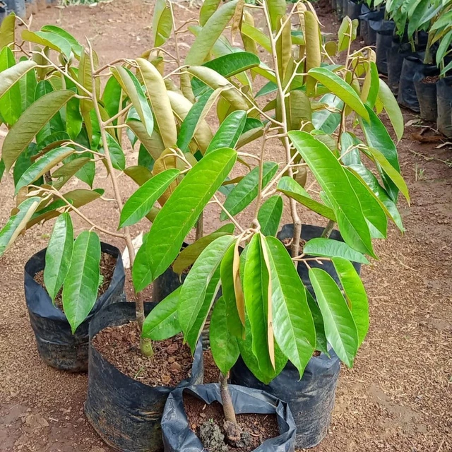 TUPAI KING DURIAN Grafting Fruit Tree DHL Express Free Phytosanitary ...
