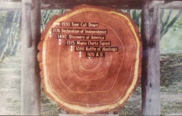 REDWOOD TREE CROSS Section Rings Age Mill Valley CA Muir Woods Vtg ...