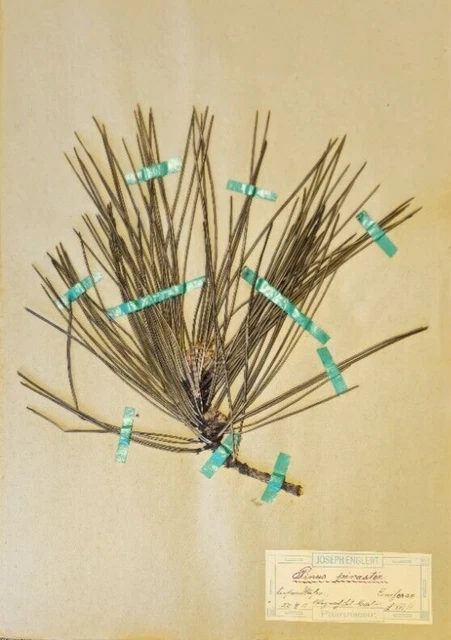 114 JAHRE ALT PINUS PINASTER - von 1911 - Herbarium Pressed Plant ...