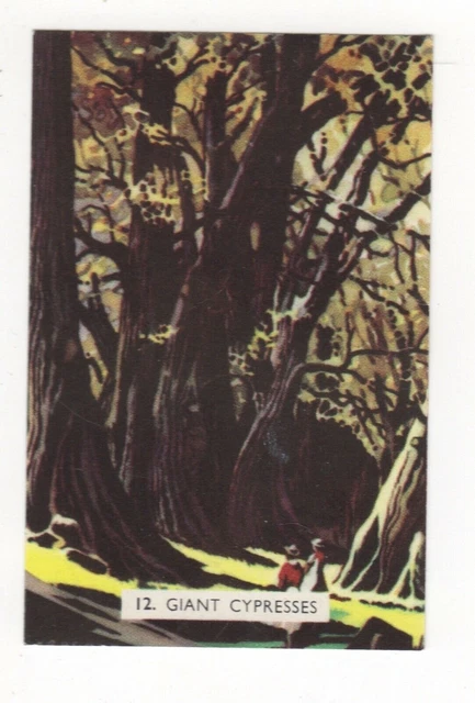 WEET-BIX AUSTRALIA CARD, 1957. #12 Giant Cypress trees $4.99 - PicClick AU