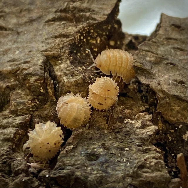 10 X RARE Cristarmadillidium Muricatum 'Spiny' Isopod Crystal Pineapple ...