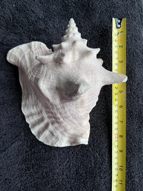 VINTAGE NATURAL LARGE Pink Queen Conch Sea Shell Nautical Ocean Beach ...