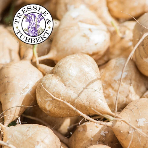 RARE JICAMA MEXICAN root vegetable 7 seeds UK SELLER £6.99 - PicClick UK
