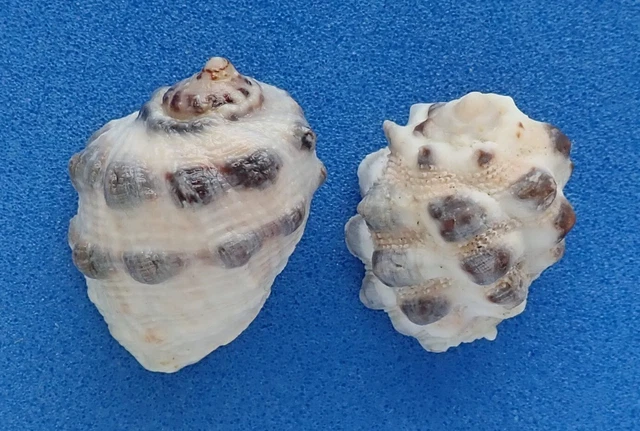 COQUILLAGE DE COLLECTION : Drupa morum AO (x2) (Muricidae) Seashell EUR ...