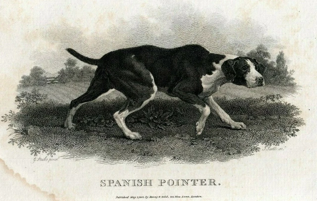 C. 1801 SPANISH Pointer Dog Copper Engraving By John Scott, George ...