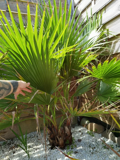 WASHINGTONIA ROBUSTA MULTI Trunk Palm Tree Not Trachycarpus £95.00 ...
