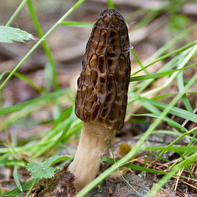 MORCHELLA ELATA, MYCELIUM Morel tall, dried vegan mushroom seeds, 10g £ ...