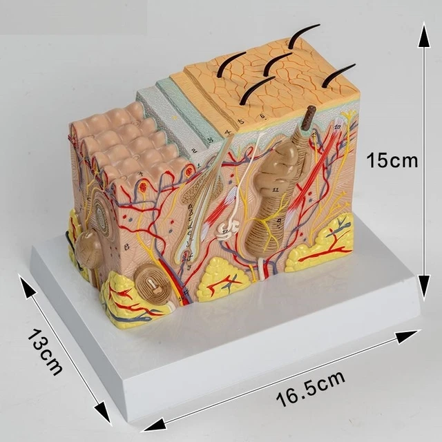 ENLARGED HUMAN SKIN Structure Model Plastic Hair Layer Structure ...