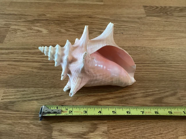 W-2 LARGE QUEEN Horned Conch Natural Shell Seashell Nautical Sea Decor ...