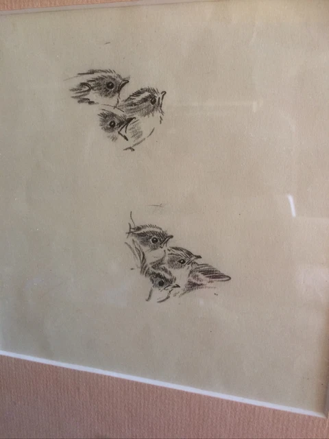 EILEEN SOPER RMS SWLA 1905-1990 Original Pencil Sketches Birds Enid ...