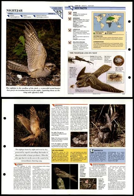 NIGHTJAR #100 BIRDS Wildlife Fact File Fold-Out Card £1.99 - PicClick UK