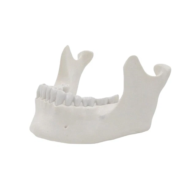 1:1 LOWER JAW Model Mandible Anatomy Inferior Maxilla Anatomical Tool ...