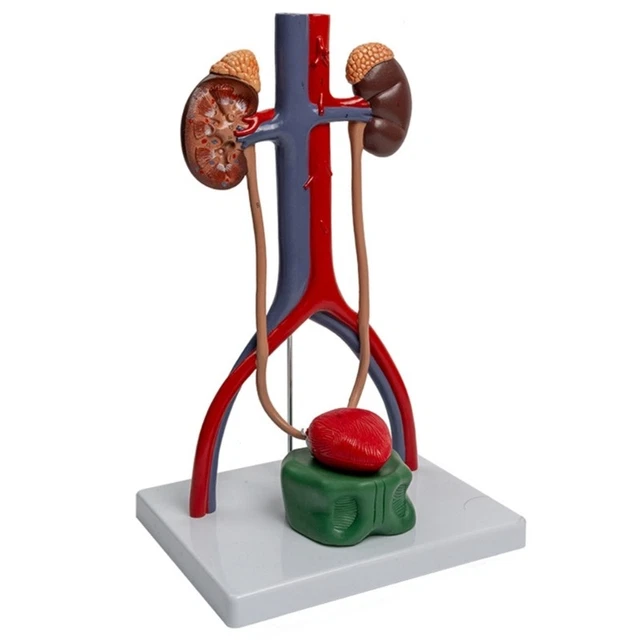URINARY AND REPRODUCTIVE System Anatomy Model Shows Kidney, Bladder ...