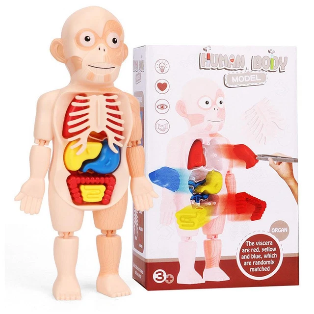 3D PUZZLE HUMAN Body Anatomy Model Early Childhood Educational Toys ...