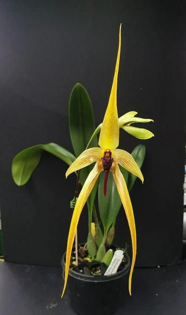 ORCHID DENDROBIUM ROY Tokunaga = (atroviolaceum x johnsoniae) $65.00 ...