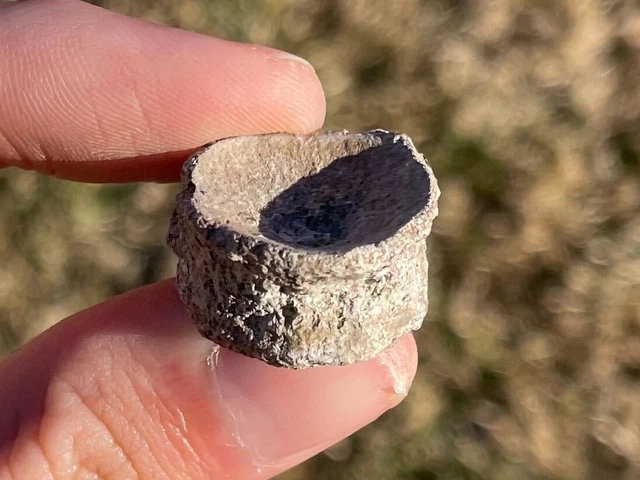 OKLAHOMA FOSSIL ARCHERIA Vertebrae Permian Trilobite Age Amphibian £14. ...