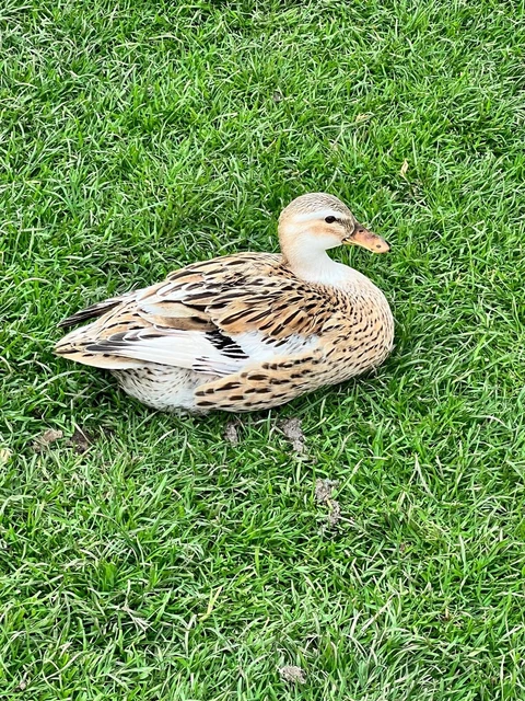 APPLEYARD & APRICOT Call Duck Hatching Eggs X12 Believed Fertile Tidy ...
