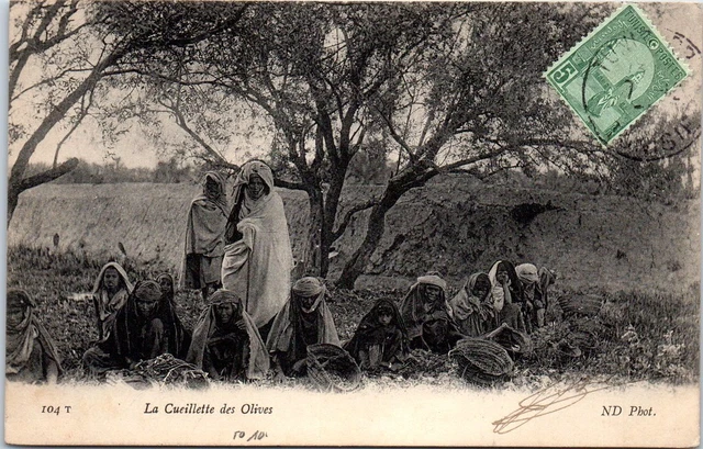 TUNISIE - LA cueillette des olives. EUR 10,00 - PicClick FR TUNISIE - LA cueillette des olives. EUR 10,00 - PicClick FR