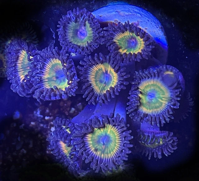 SUNNY D ZOA Zoanthid Soft Coral Frag 12 polyps WYSIWYG £30.00 - PicClick UK
