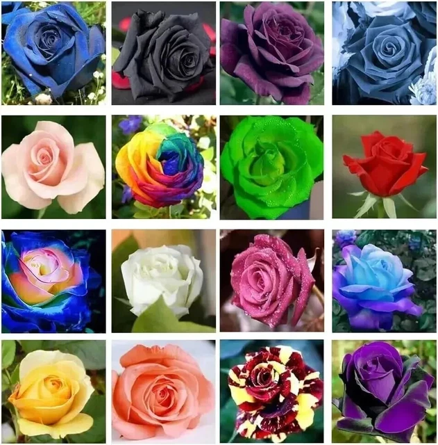 100+ SEEDS HYBRID Mix Rose Gulab Flower Seeds For Planting Free ...