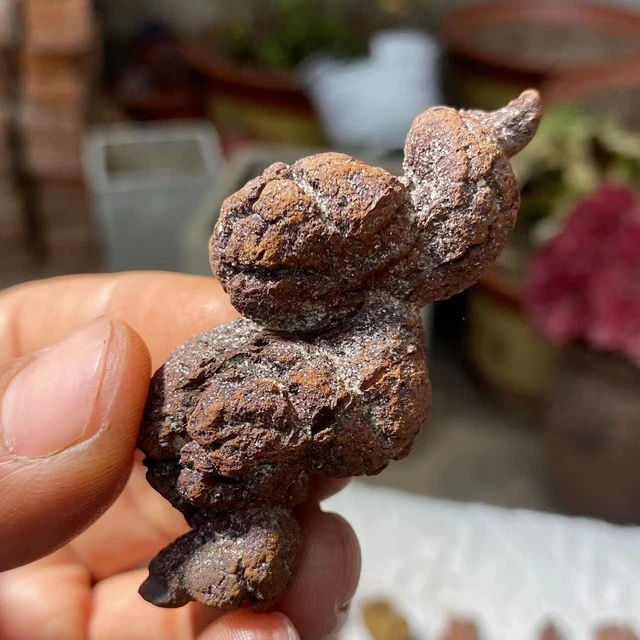 1PC INTERESTING COPROLITE Dinosaur Faeces Poop Fossil Cretaceous Rough ...