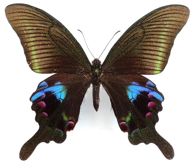 PAPILIO ARCTURUS SSP. Male From Binchuan, Dali City, Yunnan, China EUR ...