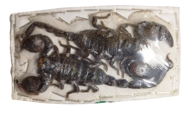 VERY RARE 2PCS Pandinus imperator - GHANA - Set Of 2 Black Giant ...