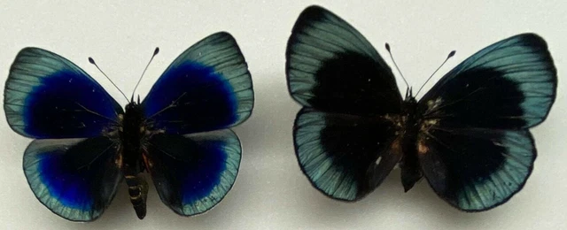 NYMPHALIDAE ASTEROPE LEPRIEURI optima paire A1 Pérou EUR 18,00 ...