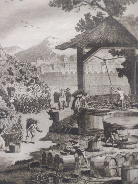 GRAVURE ANCIENNE XVIII Eme-Recolte Du Raisin-Vignoble-Vigne-Viticulture EUR 30,00 - PicClick FR