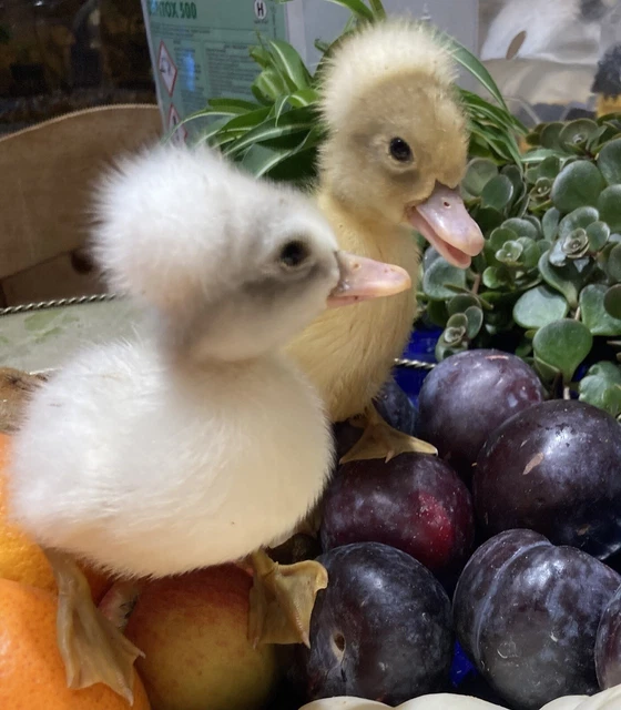 12 X POM Pom/ Runner Duck Hatching Eggs Sent In ECO Packaging! £22.99 ...