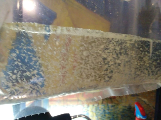 WASSERFLÖHE IM MIX, Daphnia Pulex und Magna, als Zuchtansatz, TOP! £10.52 - PicClick UK