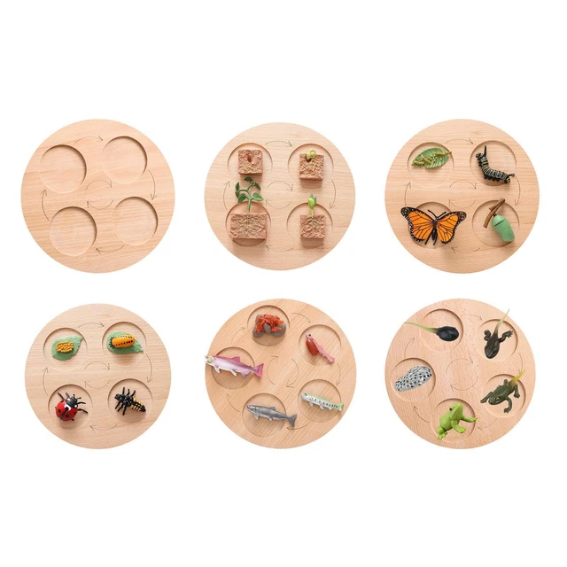 WOODEN MONTESSORI CYCLE Tray Life Cycle Model Figure for Role Playing £ ...