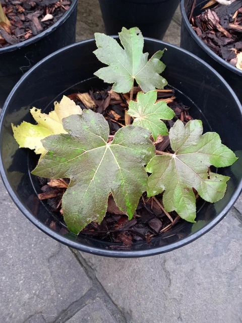 TETRAPANAX PAPYRIFER, T rex .rice paper plant, jungle exotic £19.99 ...