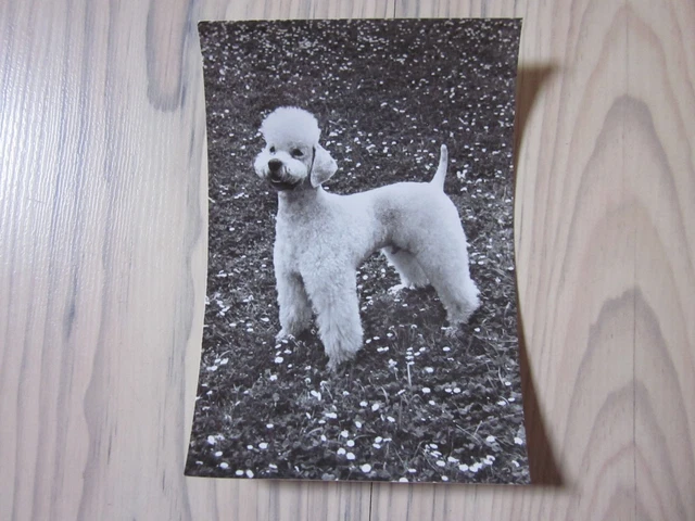 DDR ~ ALTE Postkarte ~ AK Karte mit Hundemotiv PUDEL ~ ungelaufen 1974 ...