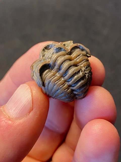 RARE VICTORIAN DUDLEY Bug Trilobite fossil Wrens Nest Dudley Silurian ...
