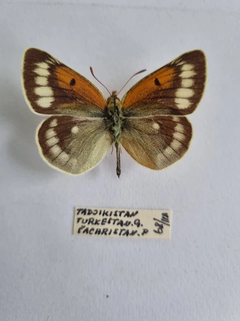 Schmetterlinge, Insekten, Welt der Tiere, Sammeln & Seltenes - PicClick DE