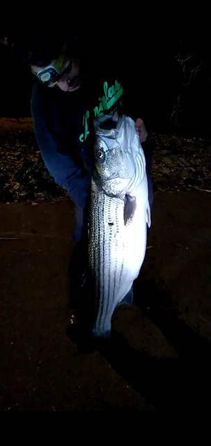SWIMBAITS TWO MORONE Bass Steelhead Trout 7 Inch Glide Bait swimbait ...