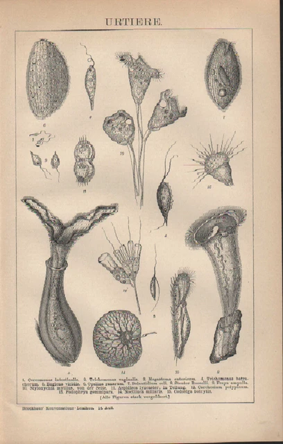 LITHOGRAFIE 1896: URTIERE. (Urtierchen) Cercomonas intestinalis ...