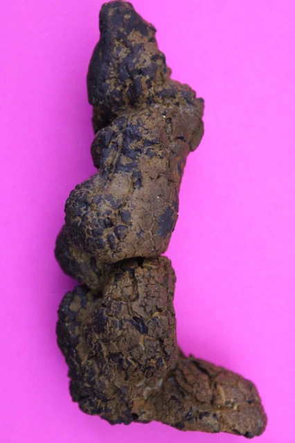 GIANT LIZARD POOP 5 Million Years Old Genuine Real Fossil Dinosaur Girl ...