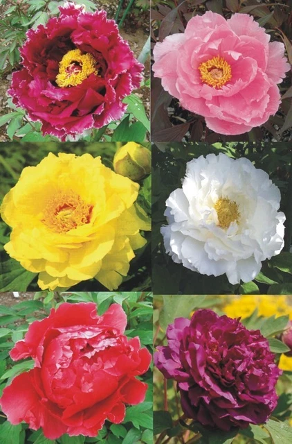 JAPANESE TREE PEONY Paeonia Suffruticosa plant in 1 litre pot £14.50 ...