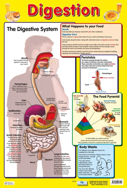DIGESTION POSTER INCLUDING food pyramid and digestion. A2 60 x40cm ...