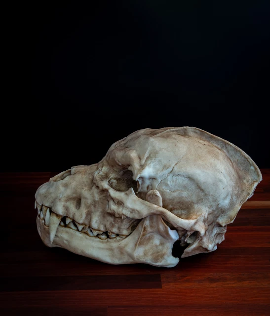 WEREWOLF SKULL - life sized - super detailed -High Quality - FREE ...