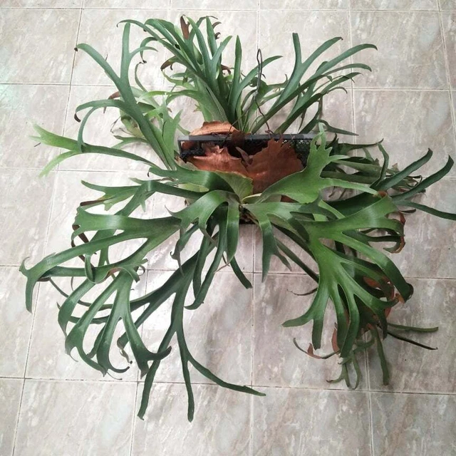 SPORES PLATYCERIUM WENDY Frank Staghorn Fern Hybrid Rare from ...