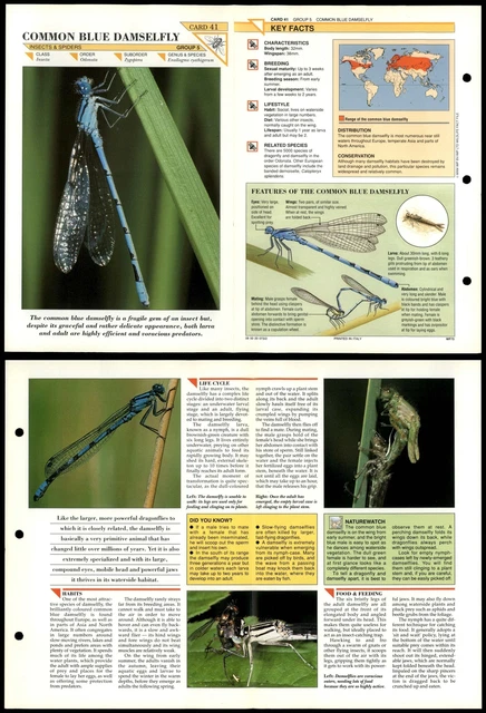 COMMON BLUE DAMSELFLY #41 Insects Wildlife Fact File Fold-Out Card £1. ...