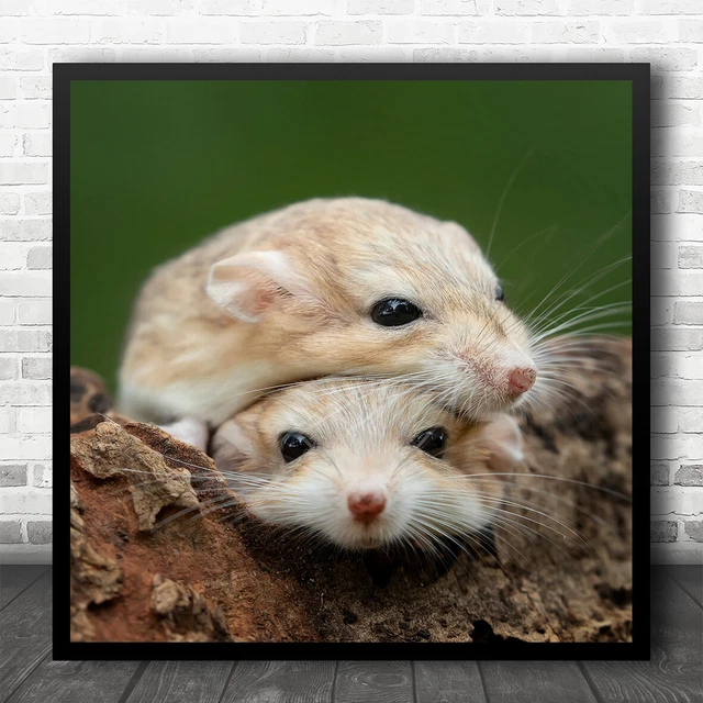 RAT CUTE NATURE Wild Wildlife Fun Funny Desert Rats Animal Square Wall ...