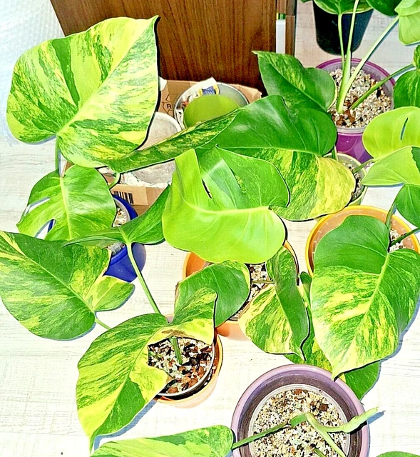 MONSTERA DELICIOSA AUREA alta varietà gialla marmorata ableger*no ...